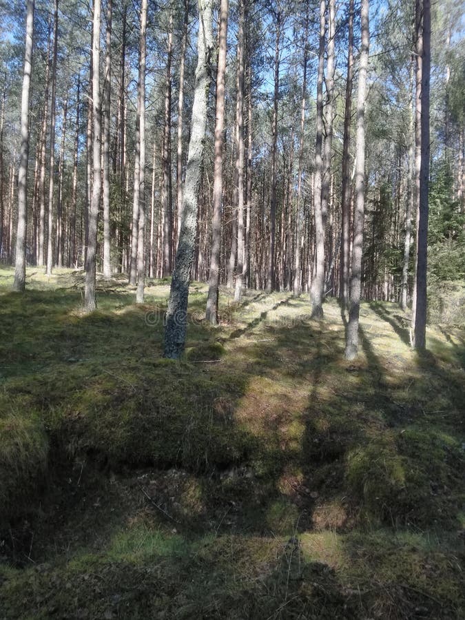 Many tree is the stock photo. Image of green, wood, tree - 146721522