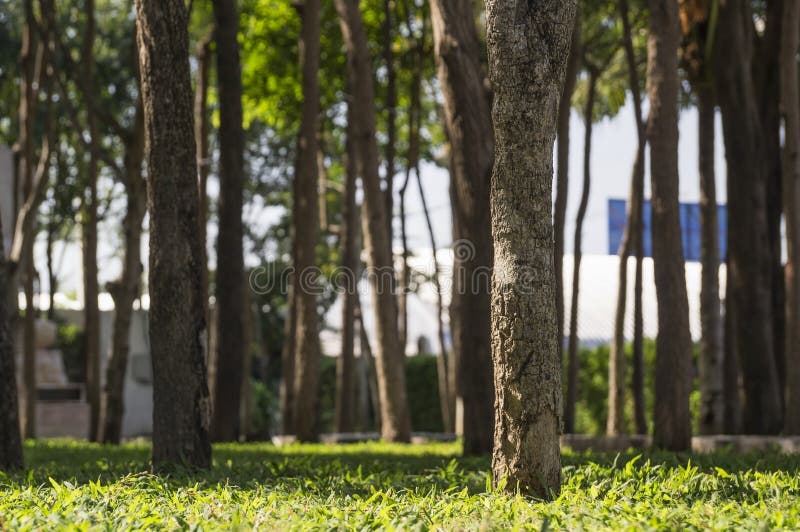 Many tree in garden stock photo. Image of thai, nature - 65536348