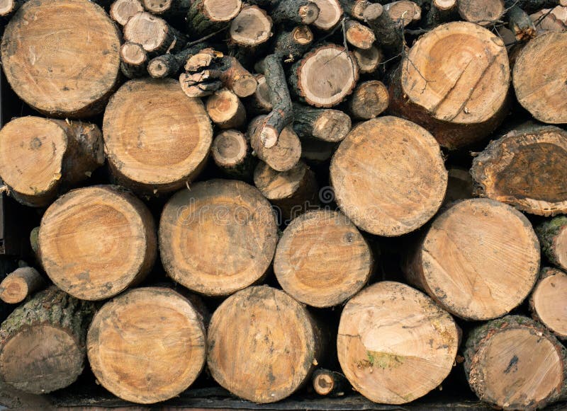 Tree Logs are Piled Up for Processing. Deforestation Stock Photo ...