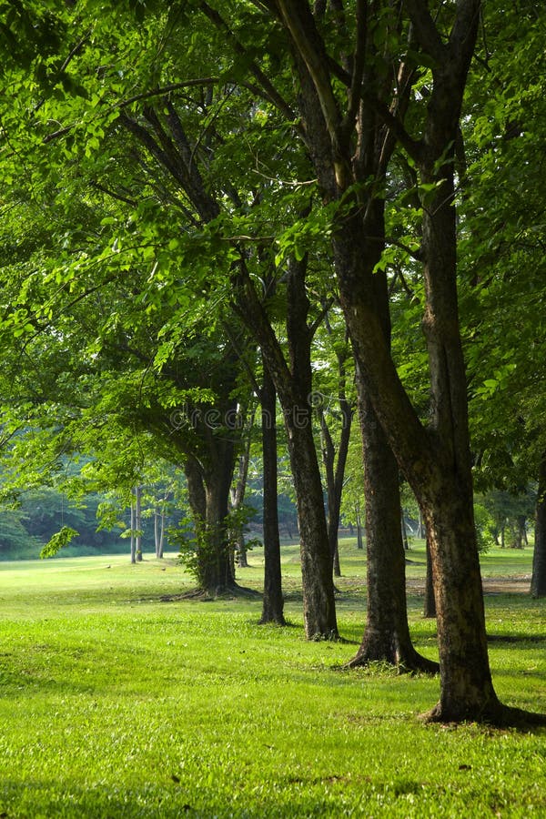 Many tree in park stock photo. Image of forest, tree - 45954734