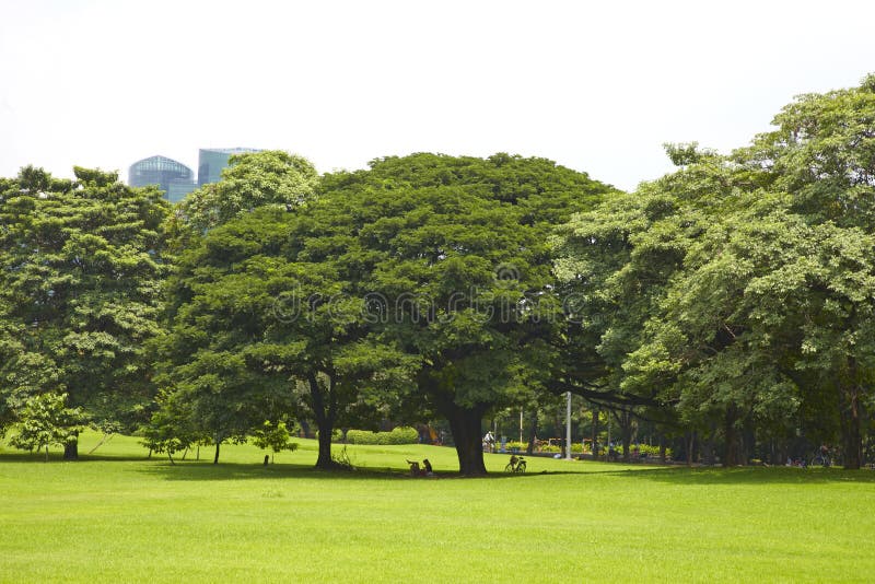 Many tree in park stock photo. Image of forest, tree - 45954734