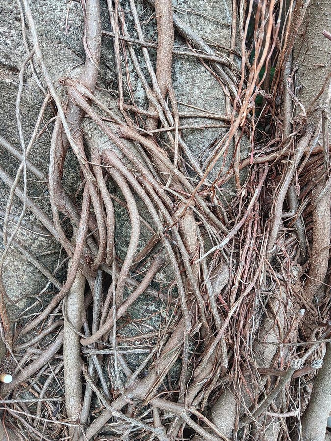Many Tree Roots and Branches Everywhere Stock Image - Image of tree ...