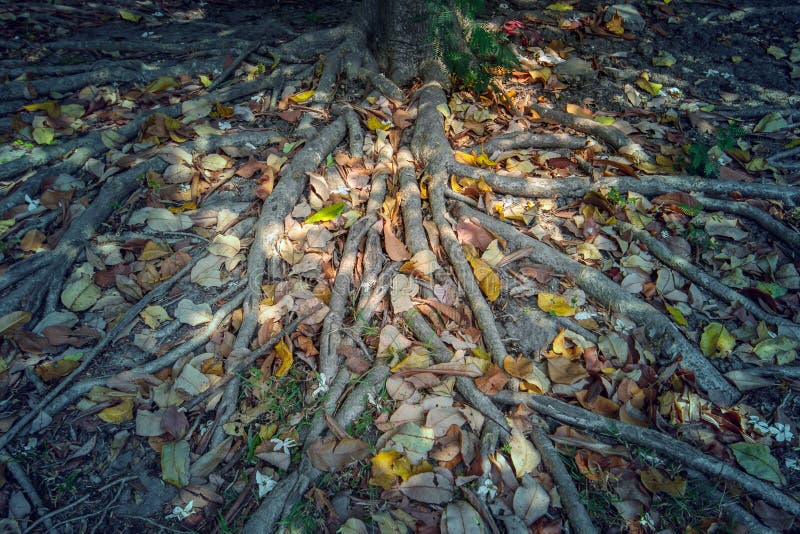 Many Tree Roots and Leaf Backgrounds Stock Image - Image of beautiful ...