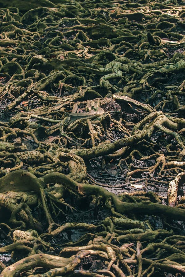 Many Tree Roots on the Mangrove Forest Stock Photo - Image of outdoors ...