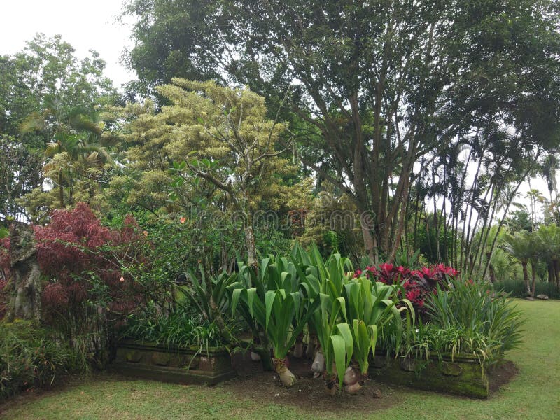 Many tree& x27;s stock photo. Image of green, trees - 111729446