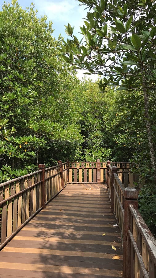 Many Tree Street Mangroves Forest Stock Image - Image of street ...