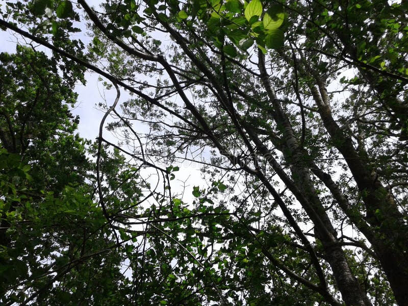 Many Tree Trunks and Branches are Intertwined. Forest. the Sky is ...