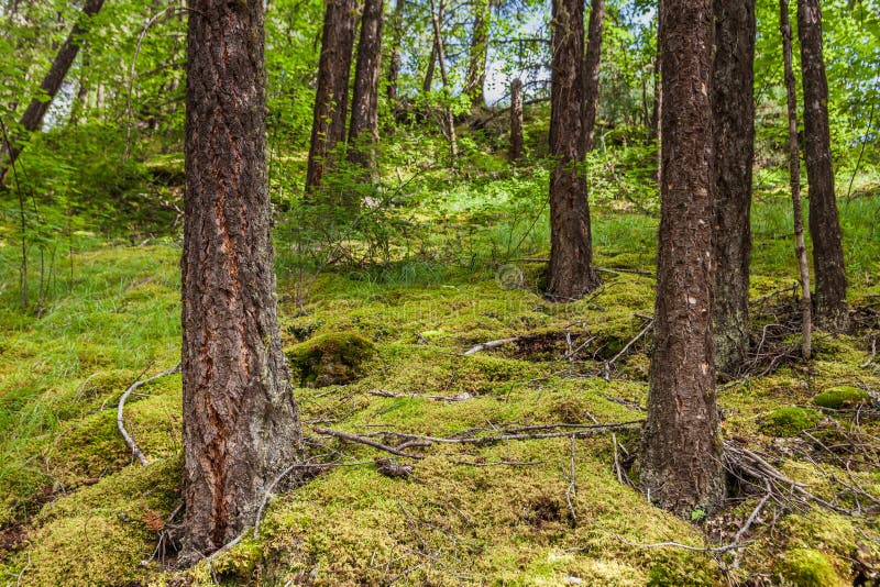 Many Tree Trunks in the Forest Summer Time Nature Green Wood Stock ...