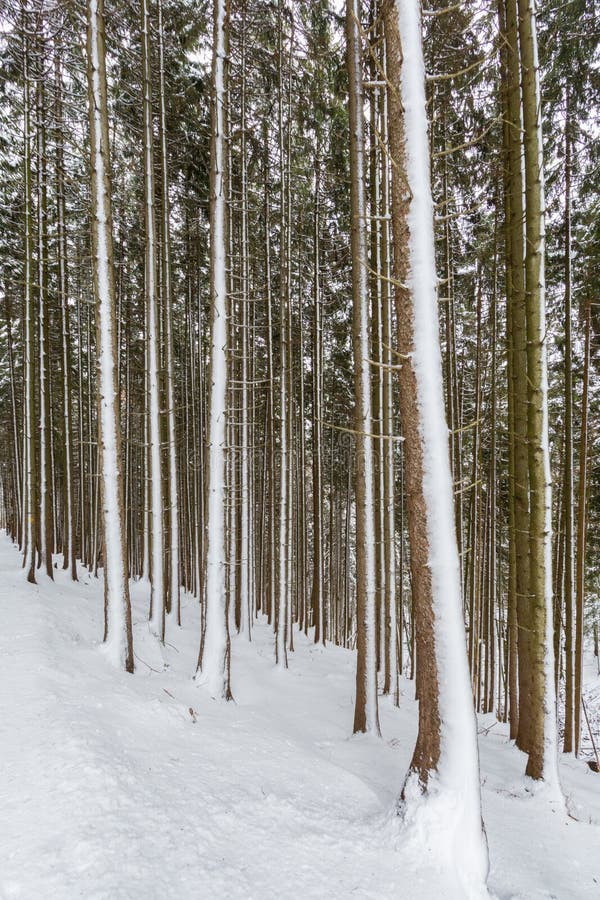 Many Tree Trunks in Forest Winter with Snow Stock Image - Image of ...