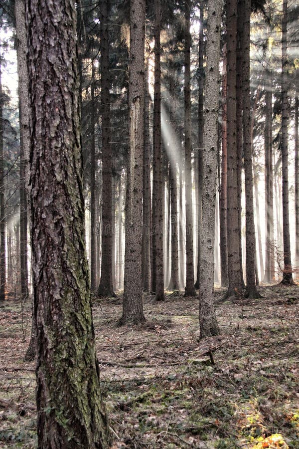 Many Tree Trunks Inside Forest with Sun Beams Stock Image - Image of ...