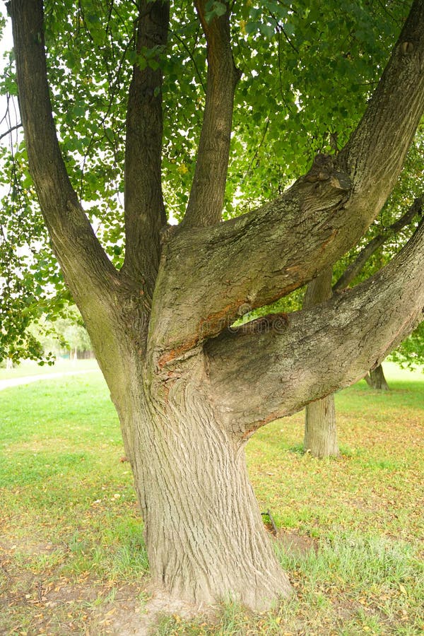 Many Tree Trunks from the Root in the City Park with Nobody Stock Photo ...