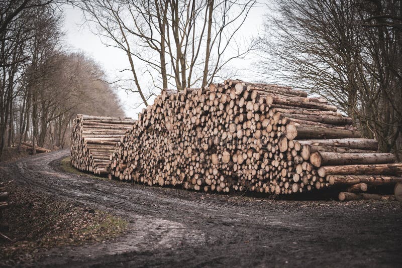 Many Tree Trunks are Stacked on a Roadside Stock Photo - Image of ...