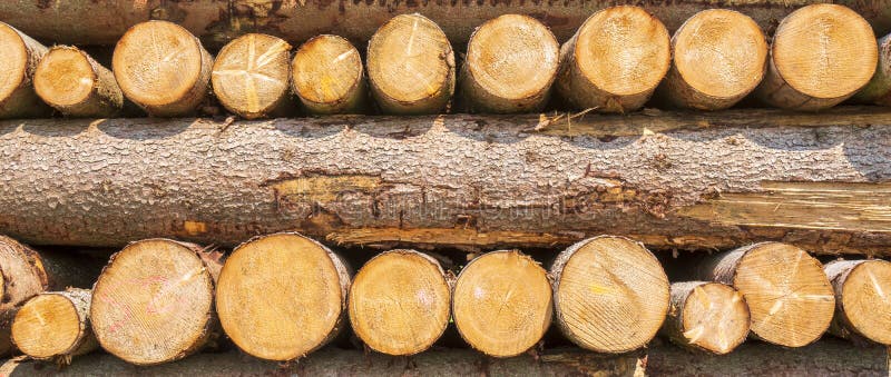 Many Tree Trunks on a Storage Place Stock Photo - Image of processing ...