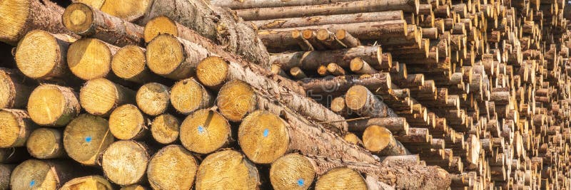 Many Tree Trunks on a Storage Place Stock Image - Image of forestry ...