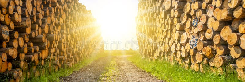 Many Tree Trunks on a Storage Place Stock Image - Image of lumber ...