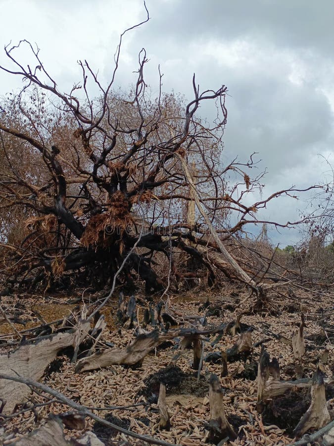 Many Trees Burned and Fell Due To Dry Season Forest Fires Stock Image ...
