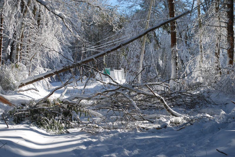 Many Trees that Fell Down during a Winter Blizzard Stock Image - Image ...