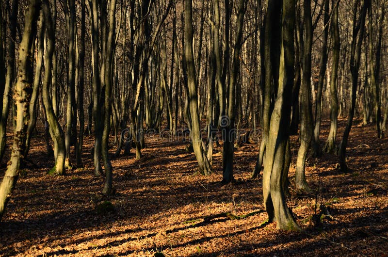 Many Trees in Forest and Winter Stock Image - Image of beauty ...