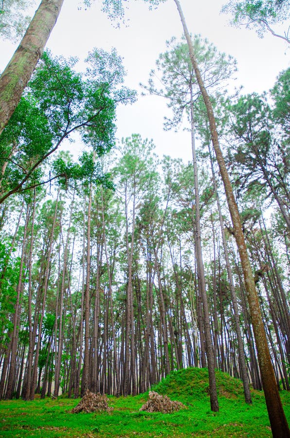 Many trees in the garden stock photo. Image of outdoor - 148549476