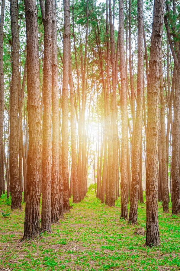 Many trees in the garden stock image. Image of environment - 148549655