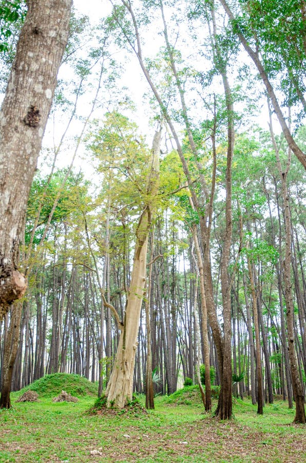 Many trees in the garden stock image. Image of tree - 148550085