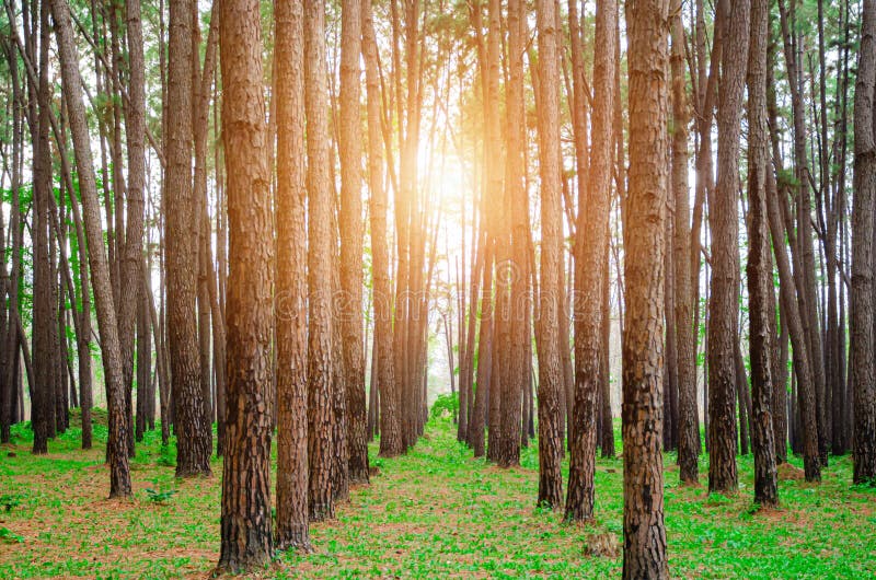 Many trees in the garden stock image. Image of environment - 148550137