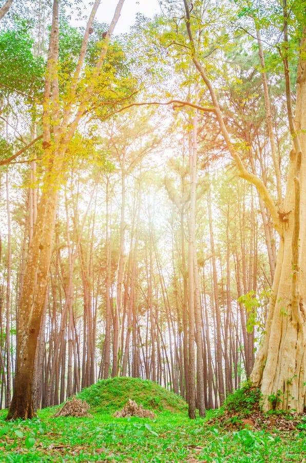 Many trees in the garden stock image. Image of wood - 148550389