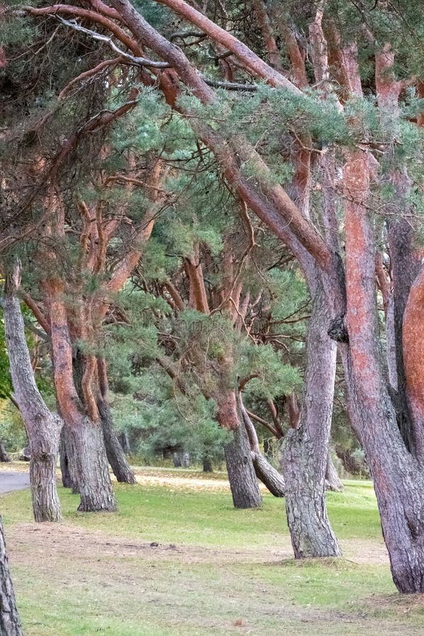 .many Trees with Gray Trunks Growing in Green Grass Stock Photo - Image ...