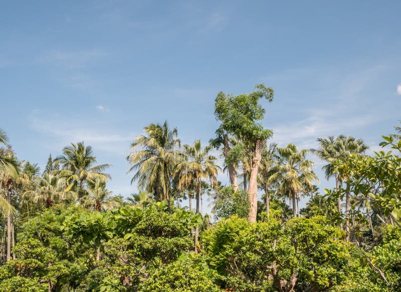 Many trees stock image. Image of outdoor, leaf, beautiful - 108317869