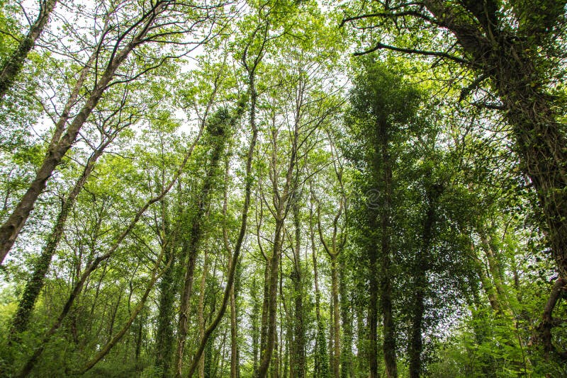 Many trees of Marsh Forest stock image. Image of wales - 93896073