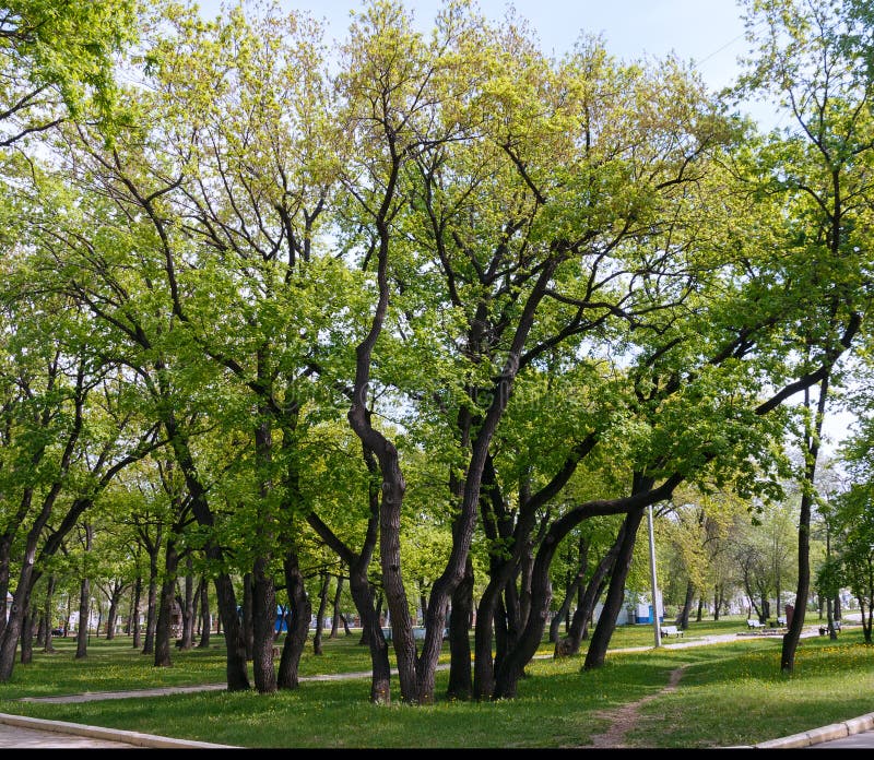 Many Trees in One Place, Green Park Stock Image - Image of view, lawn ...