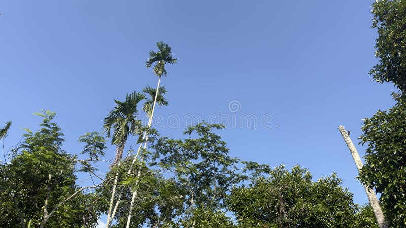 Tree stock image. Image of leaves, palm, environment - 365264437