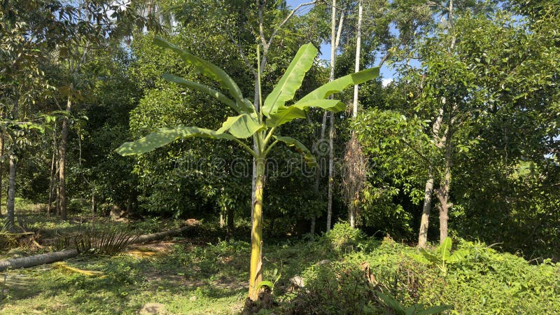 Tree stock image. Image of rainforest, perspective, palm - 365264465