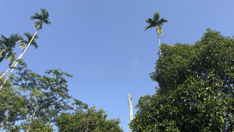 Tree stock image. Image of green, scenic, fresh, garden - 365264483