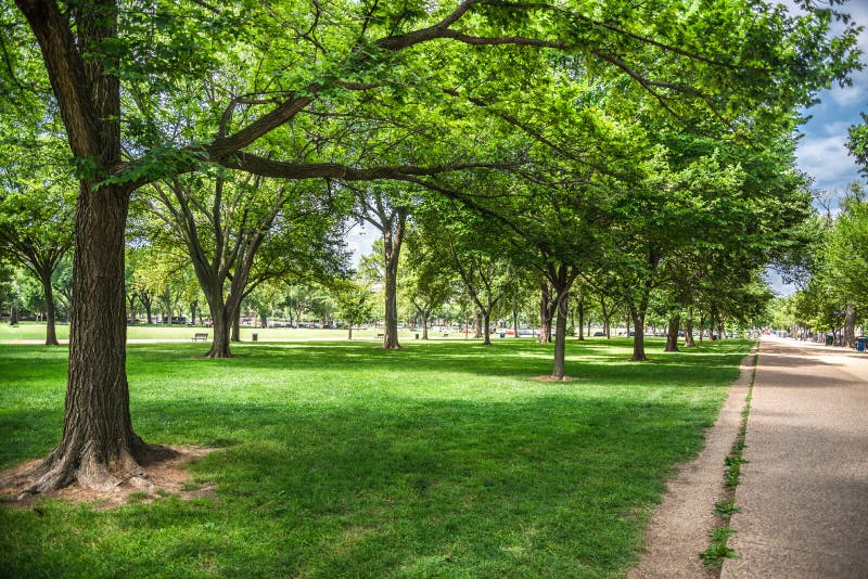 Many Trees with Shadow and Sunlight in Washington DC Parks Stock Photo ...