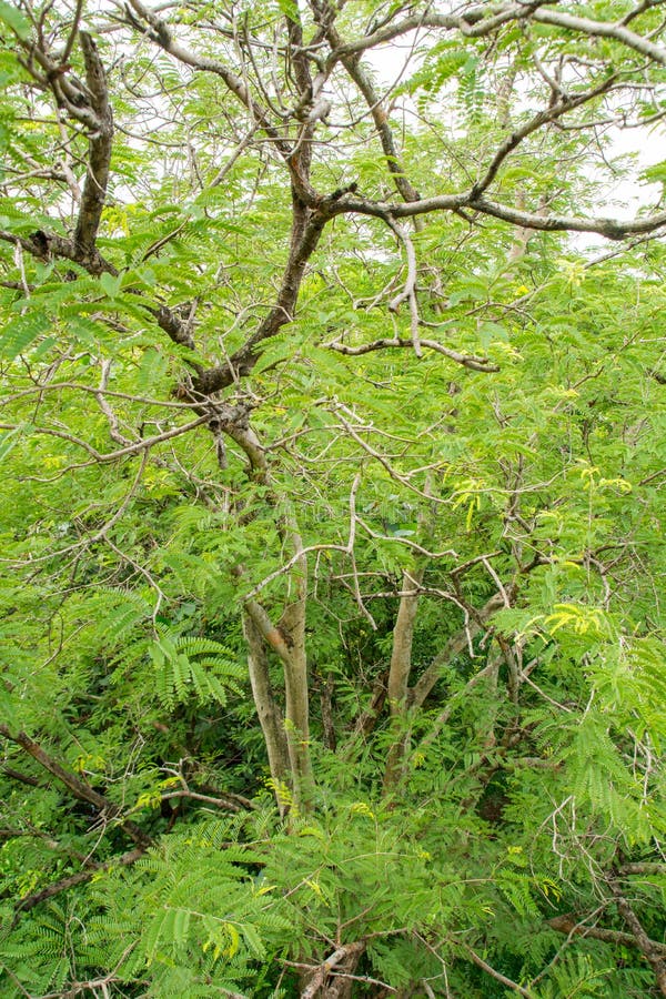Many trees stock photo. Image of forest, park, view, landscape - 77614348