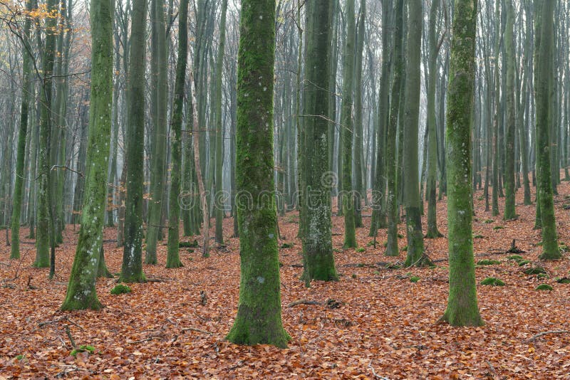 Bare Tree Trunks in the Beech Forest Stock Image - Image of nature ...