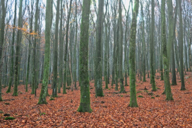 Bare Tree Trunks in the Beech Forest Stock Photo - Image of trunks ...