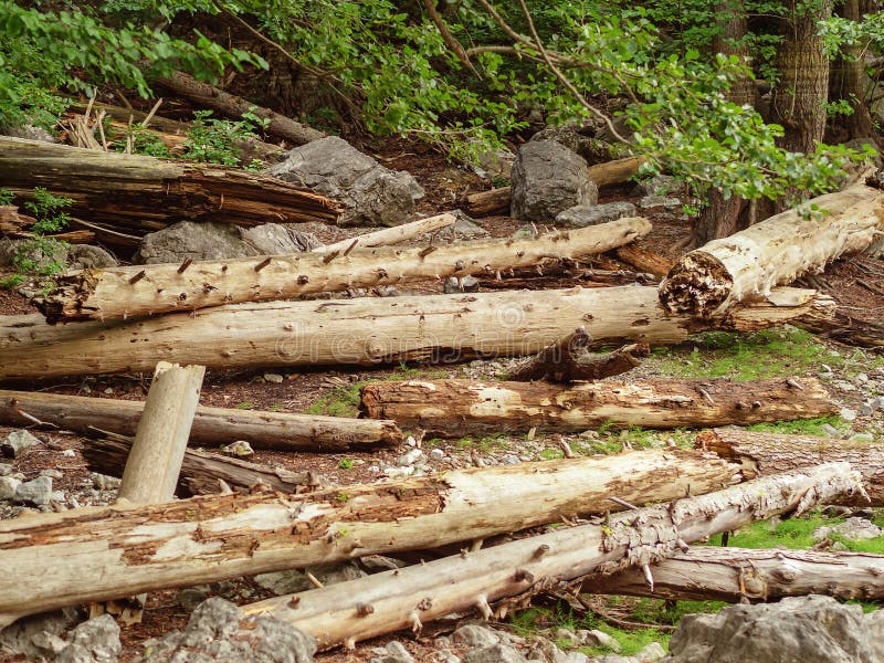 Many Trunks of Fallen Trees with Broken Branches Lie in a Clearing in ...