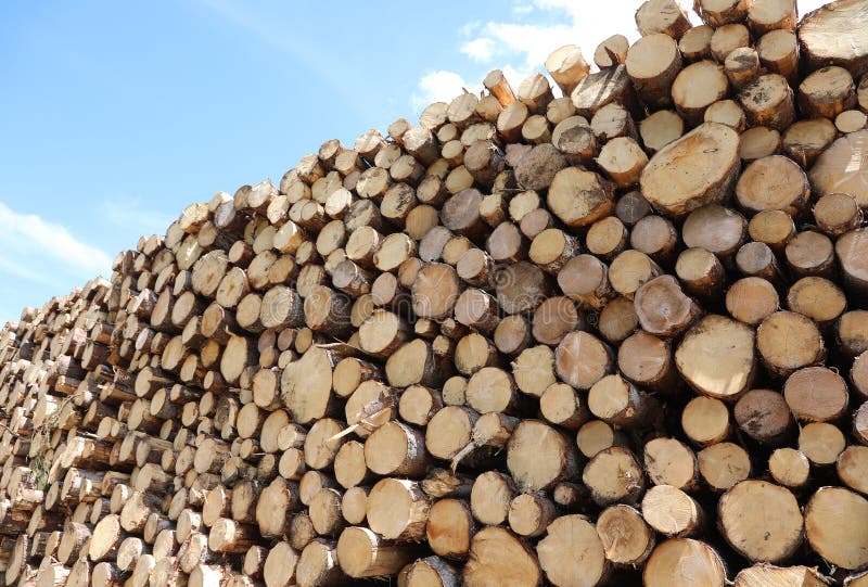 Many trunks of trees stock image. Image of sawmill, lumberjack - 189008165