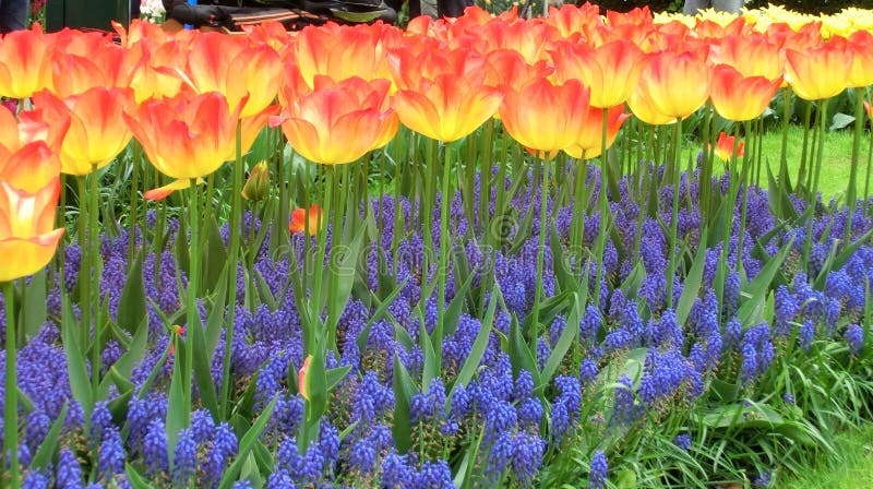 189,854 Horizontal Flowers Stock Photos - Free & Royalty-Free Stock ...