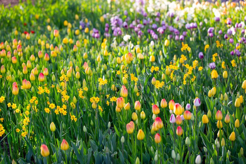 Many Tulips and Yellow Flowers with Green Background Stock Image ...