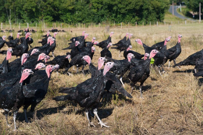 Many turkeys at the farm stock photo. Image of food, farm - 78913382
