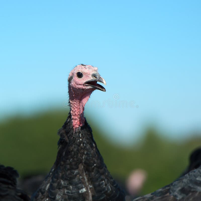 Many turkeys at the farm stock image. Image of holidays - 78914409