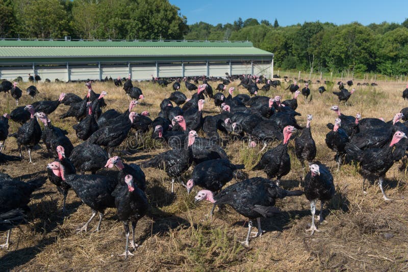Many turkeys at the farm stock photo. Image of food, breeder - 80252298
