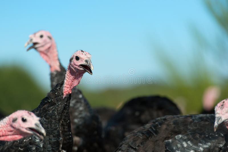 Many turkeys at the farm stock photo. Image of grass - 80252466