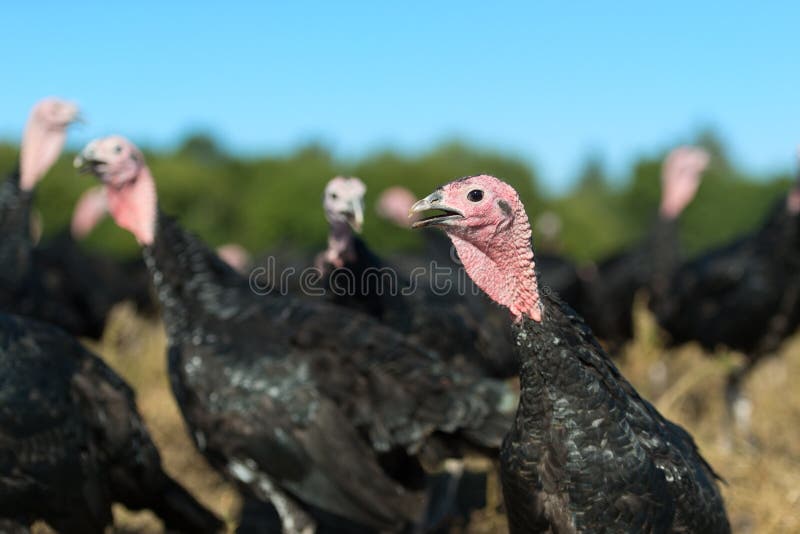 Many turkeys at the farm stock photo. Image of outdoor - 81138224