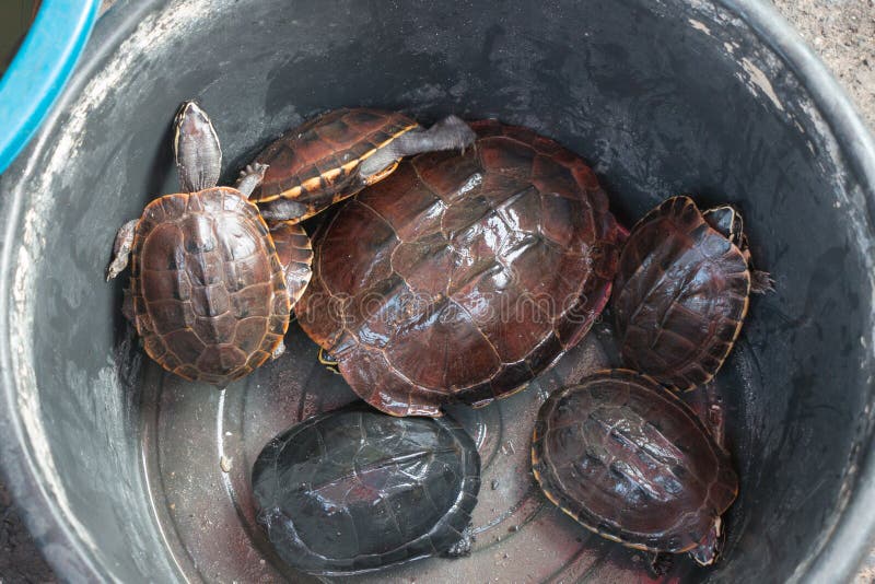 Many turtles stock photo. Image of terrapin, thailand - 45792114
