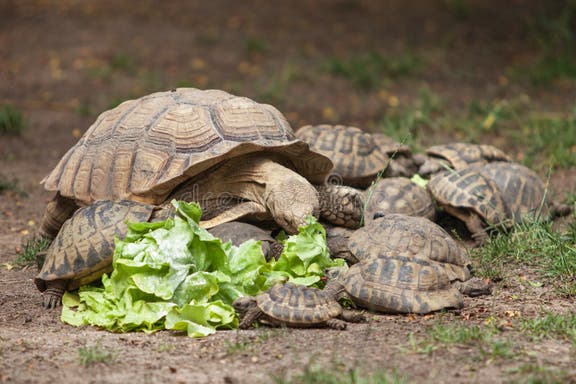 Many Turtles Dine with Cabbage Stock Image - Image of large, eats ...