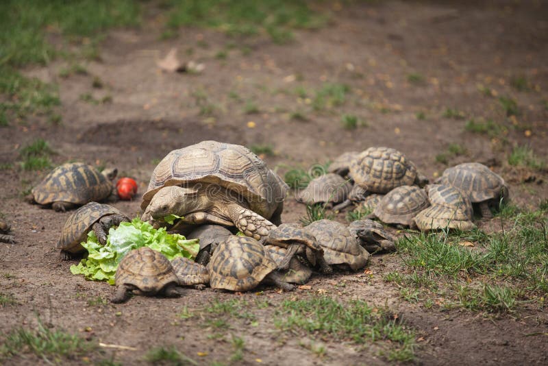 Many Turtles Dine with Cabbage Stock Photo - Image of small, salad ...